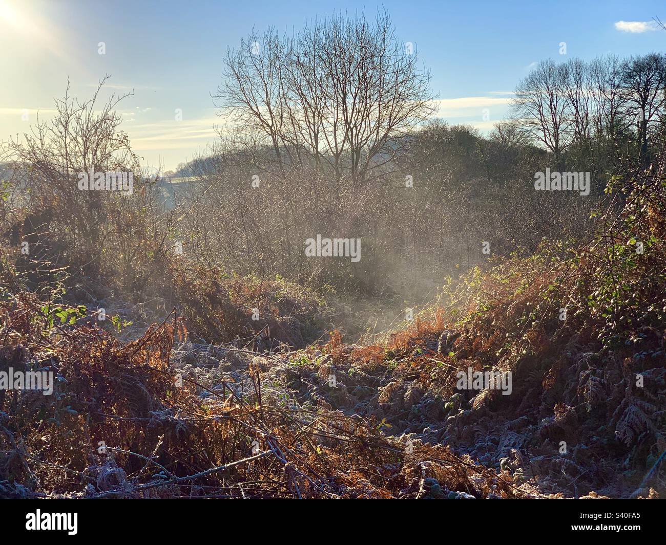 Winter in Somerset, mist rises from frozen ground in the morning ...