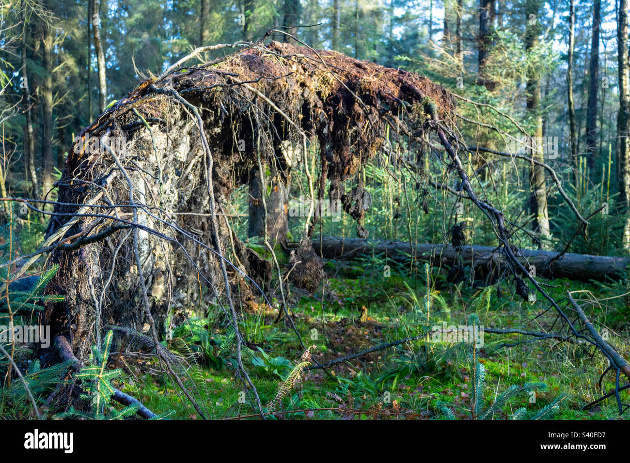 Underneath tree roots hi-res stock photography and images - Alamy