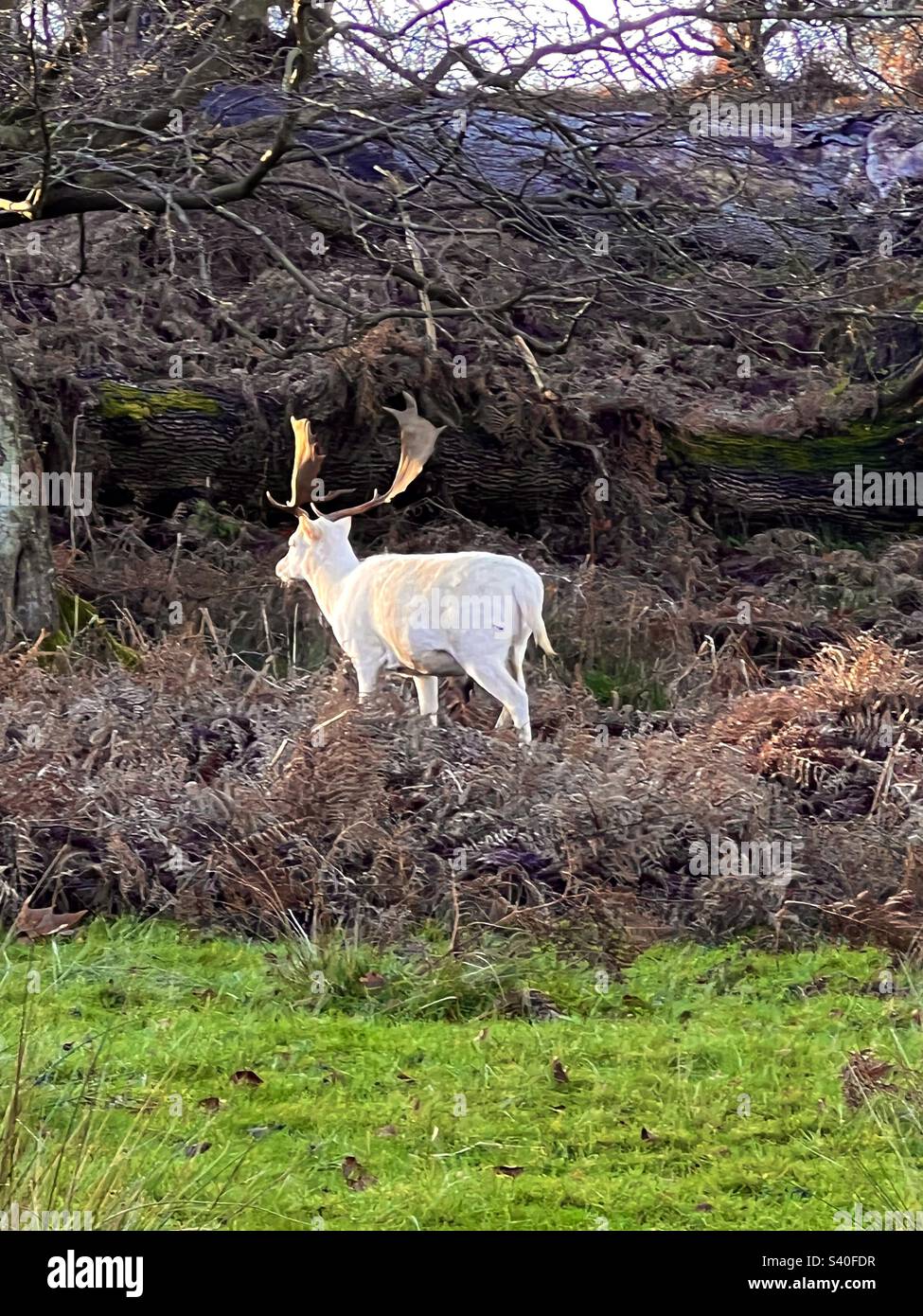 Hart with antlers hi-res stock photography and images - Alamy