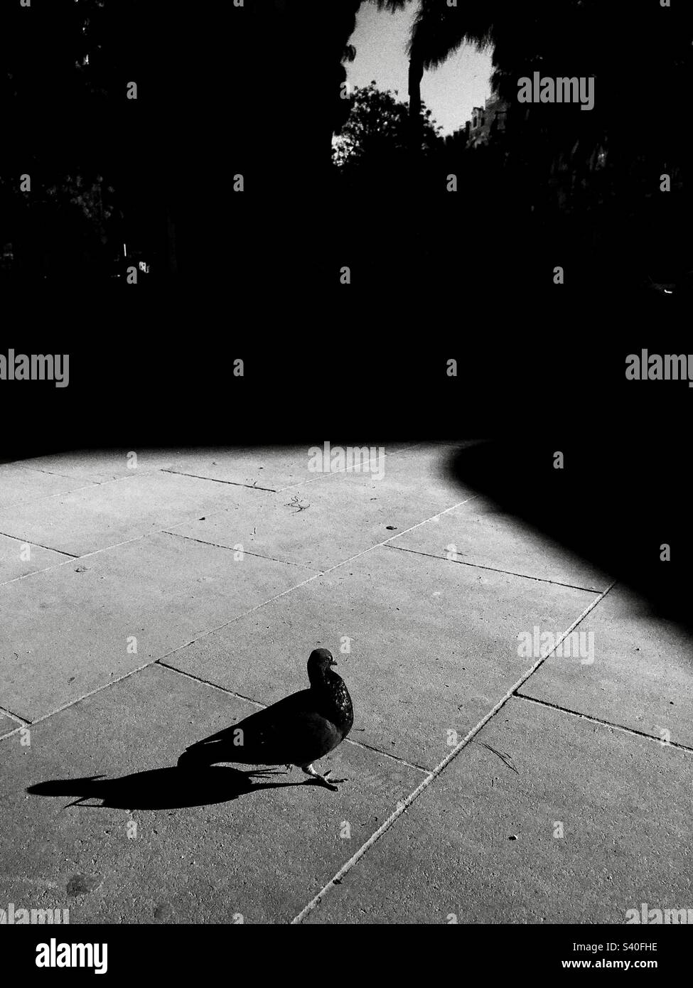 High contrast image of a black pigeon Stock Photo - Alamy