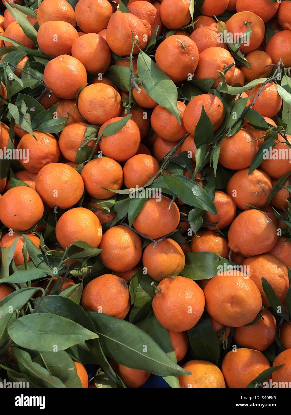 Lots of mandarin oranges on shelf, street market and bazaar fruit Stock ...