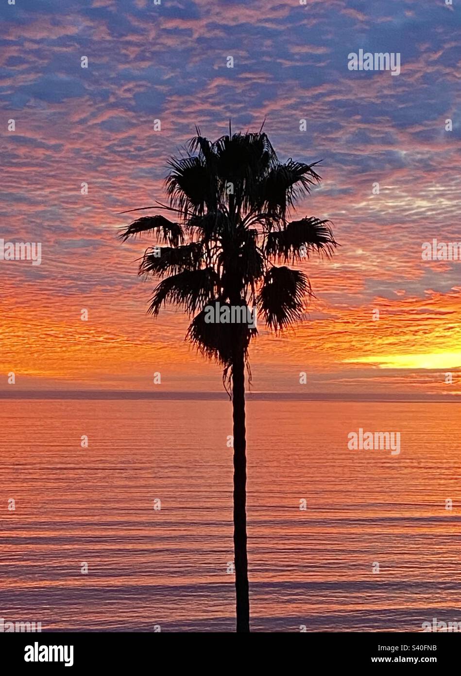 Tree overlooking ocean hi-res stock photography and images - Alamy
