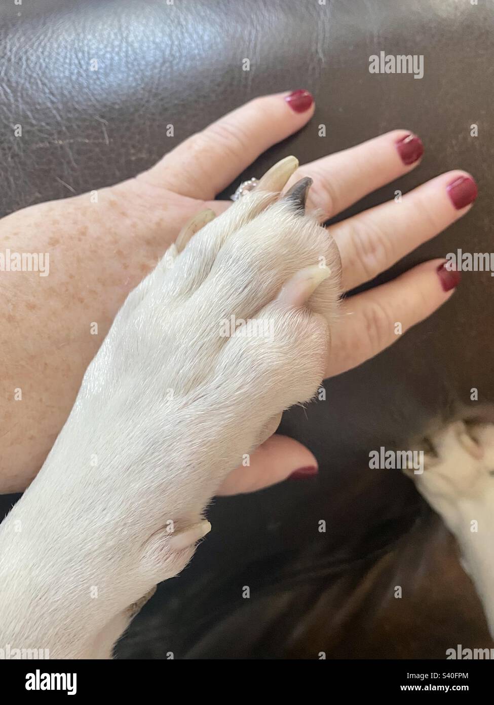 Paw on hand hi-res stock photography and images - Alamy