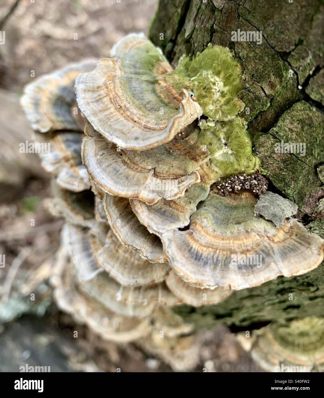 Mushrooms sprouting on trunk hi-res stock photography and images - Alamy
