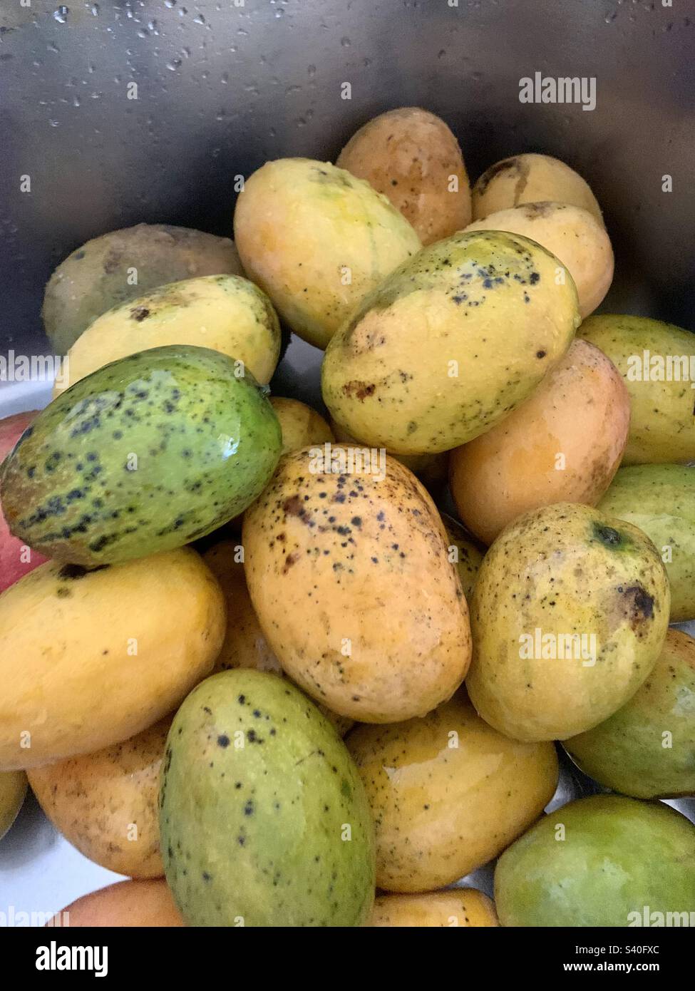 Mango fruits hi-res stock photography and images - Alamy