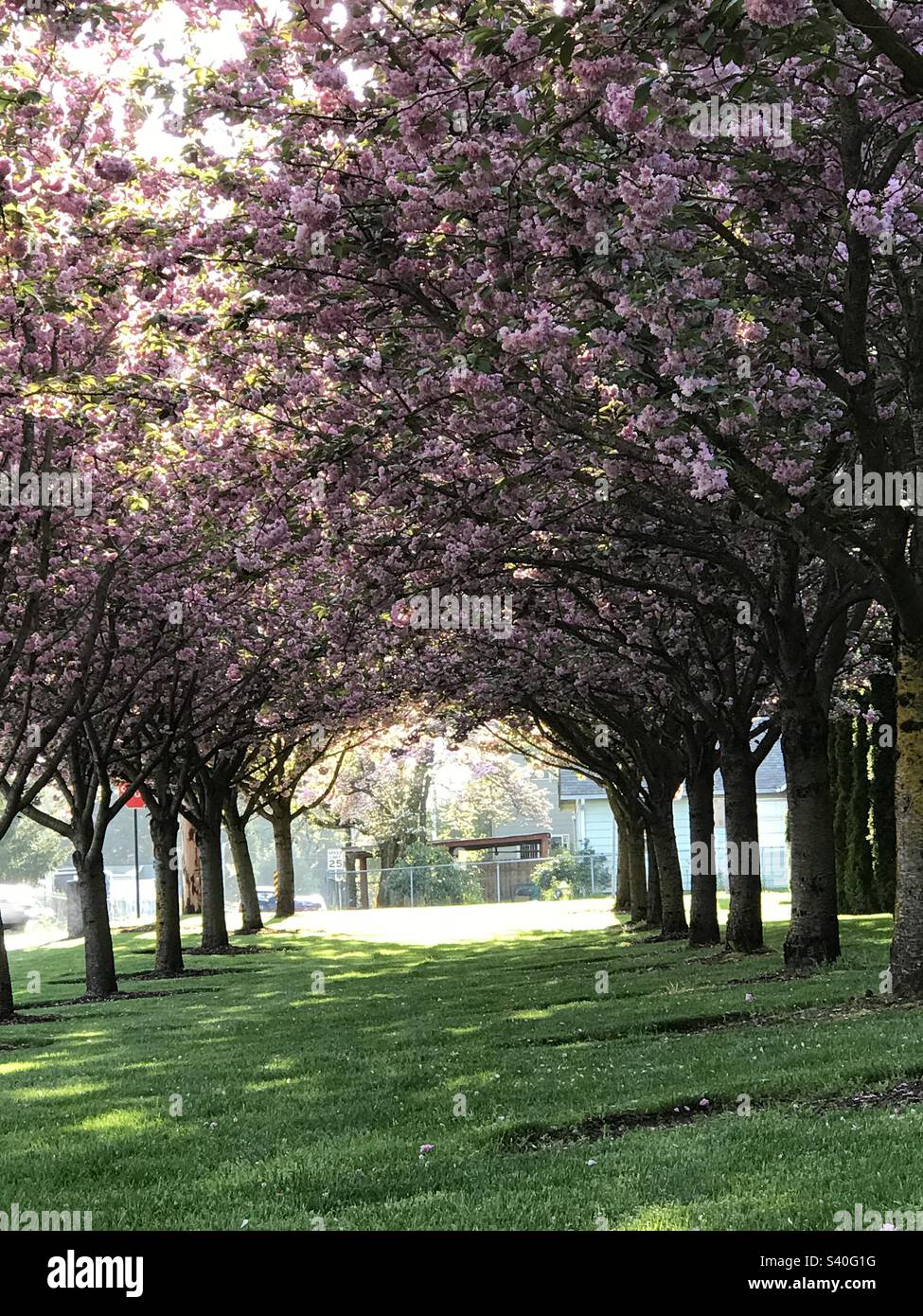Cherry tree canopy hi-res stock photography and images - Alamy