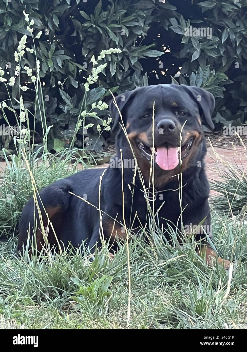 Cane animale hi-res stock photography and images - Alamy