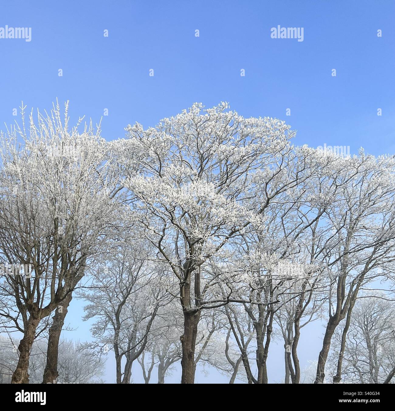 Trees with hoar frost Stock Photo - Alamy