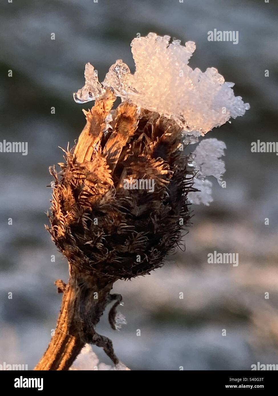 Frost plant hi-res stock photography and images - Alamy