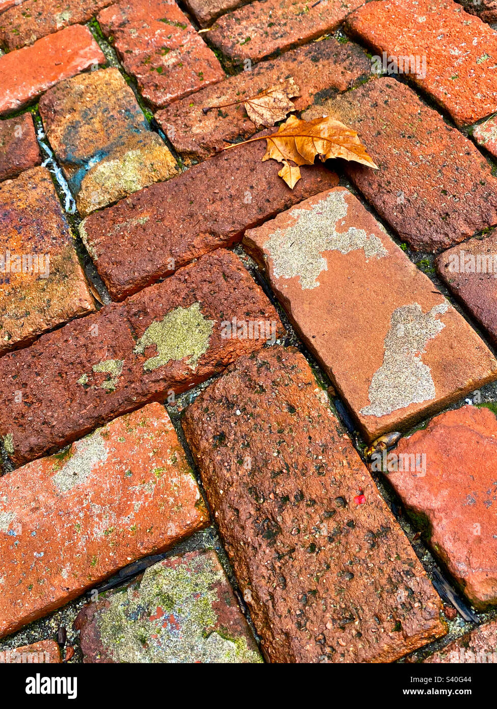 Fall leaf on brick path Stock Photo - Alamy