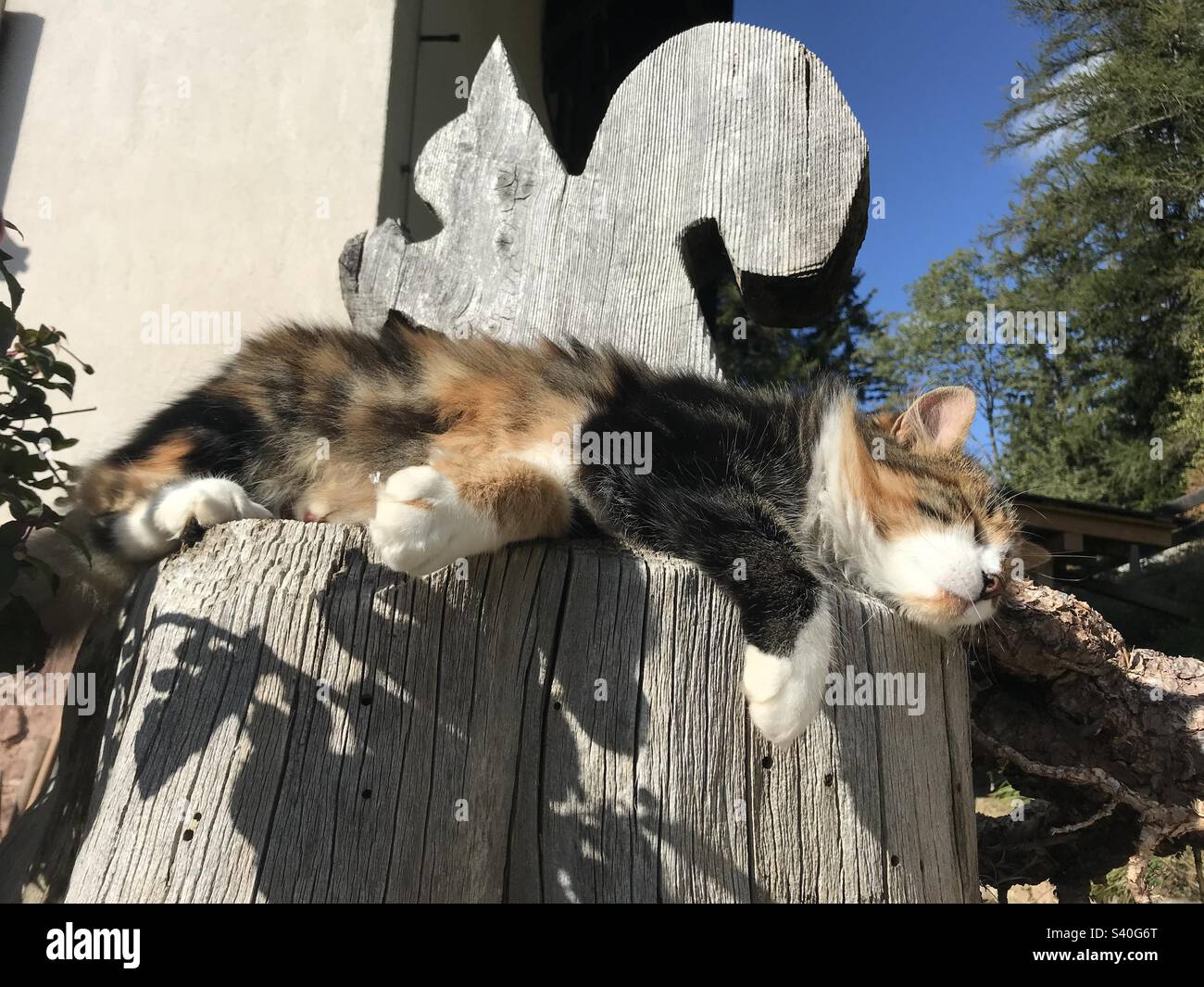 Lazy cat on chair hi-res stock photography and images - Alamy
