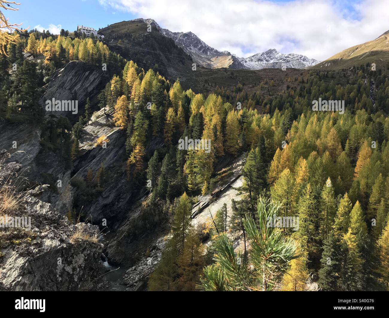 Forste hi-res stock photography and images - Alamy