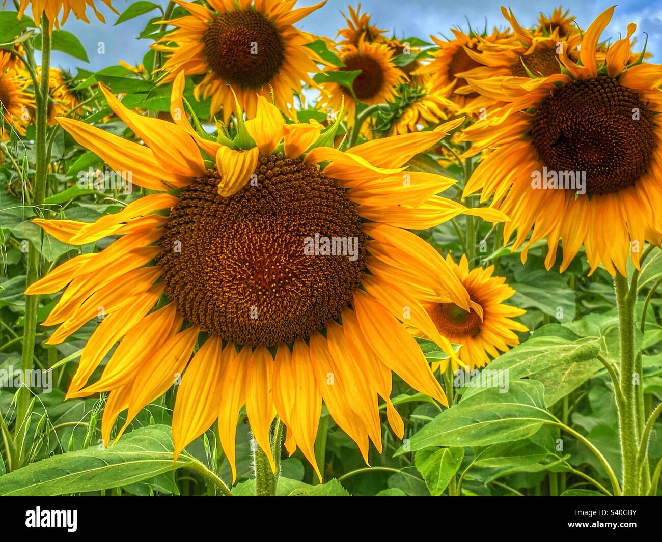 Closeup of sunflowers hi-res stock photography and images - Alamy