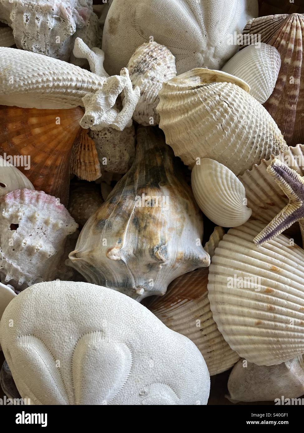 Shells shells hi-res stock photography and images - Alamy