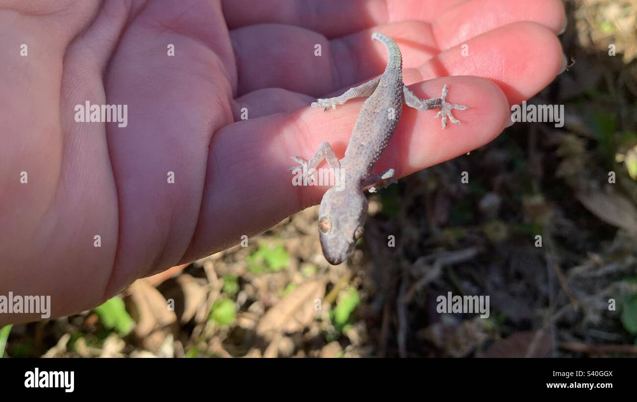 Lizard hand hi-res stock photography and images - Alamy