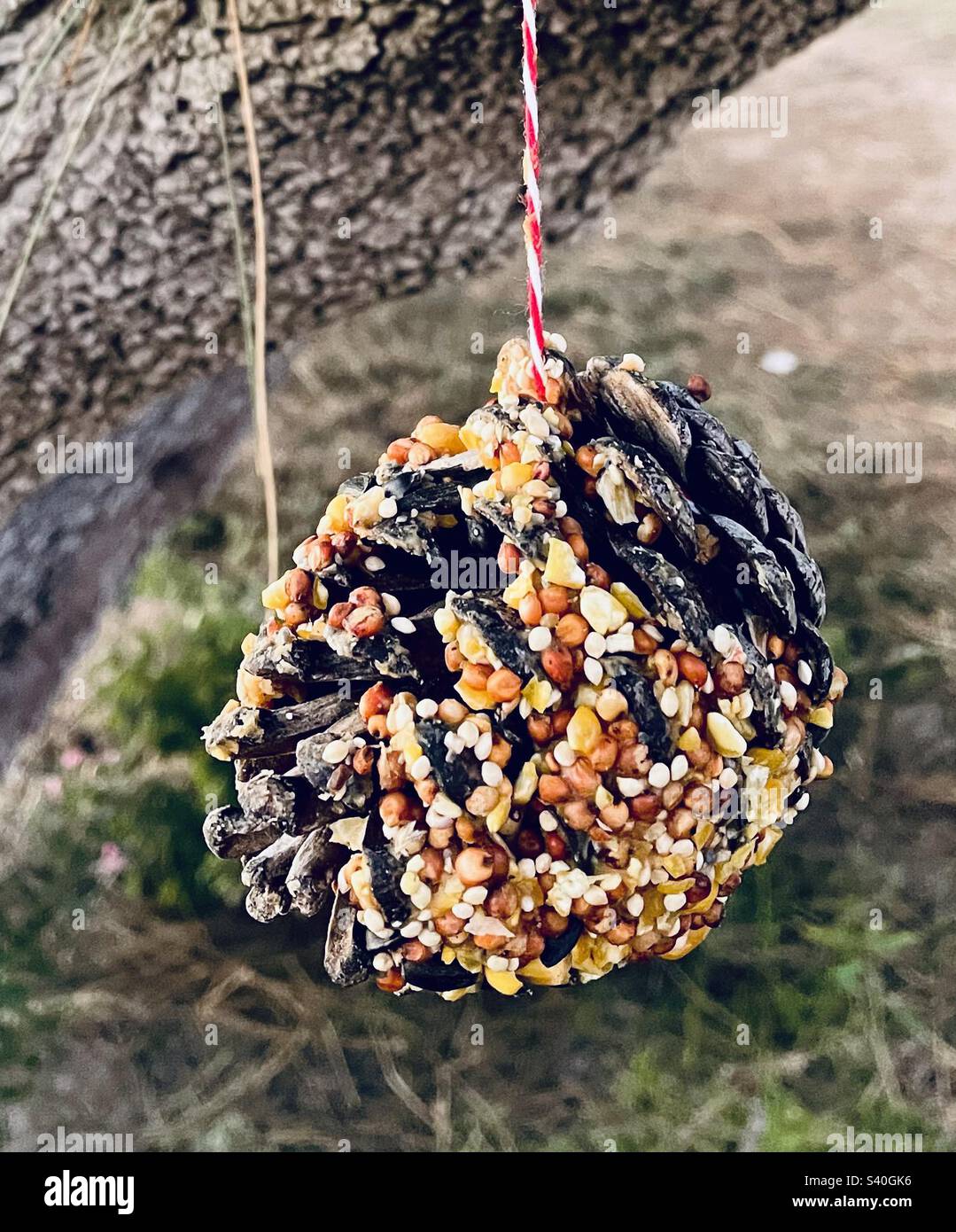 Peanut tree hi-res stock photography and images - Alamy
