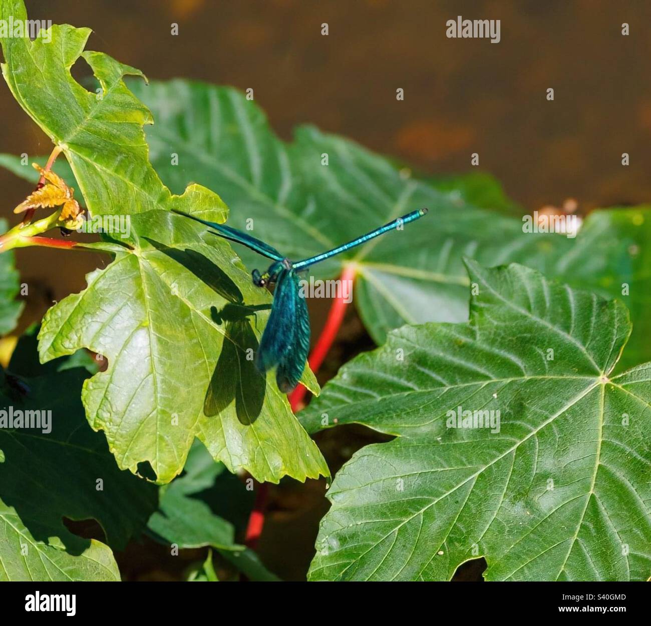 Dragonfly diet hi-res stock photography and images - Alamy