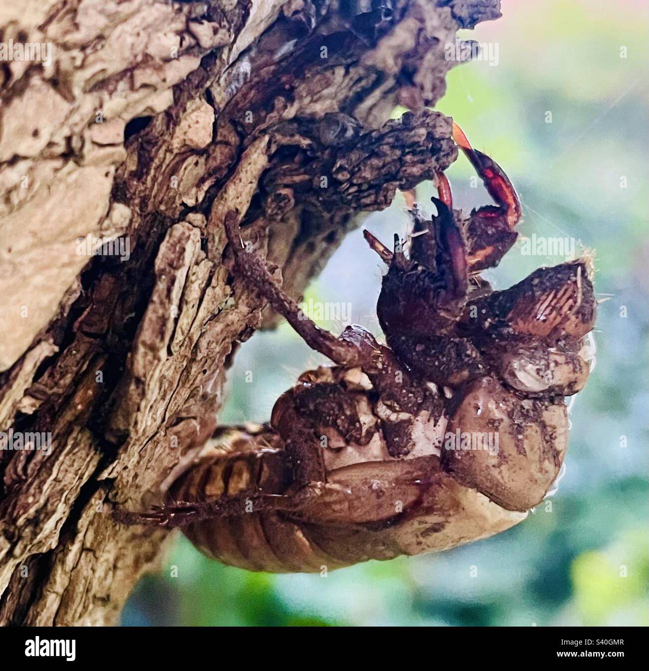 Cycada hi-res stock photography and images - Alamy