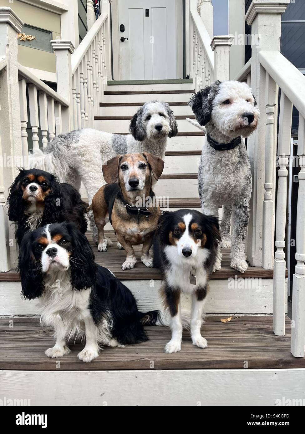 Stoop dogs hi-res stock photography and images - Alamy