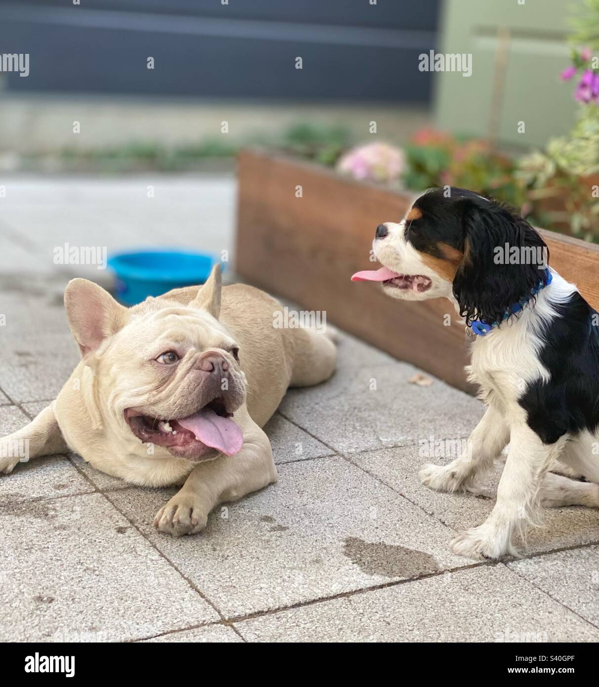 Tired dogs hi-res stock photography and images - Alamy