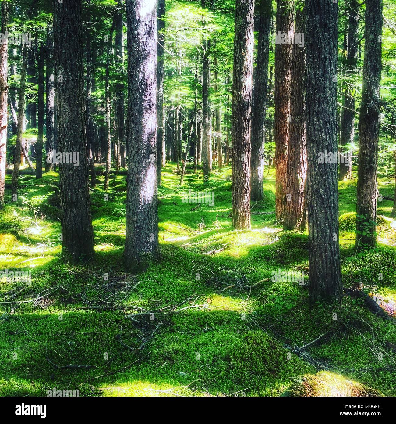 Green forest carpet hi-res stock photography and images - Alamy