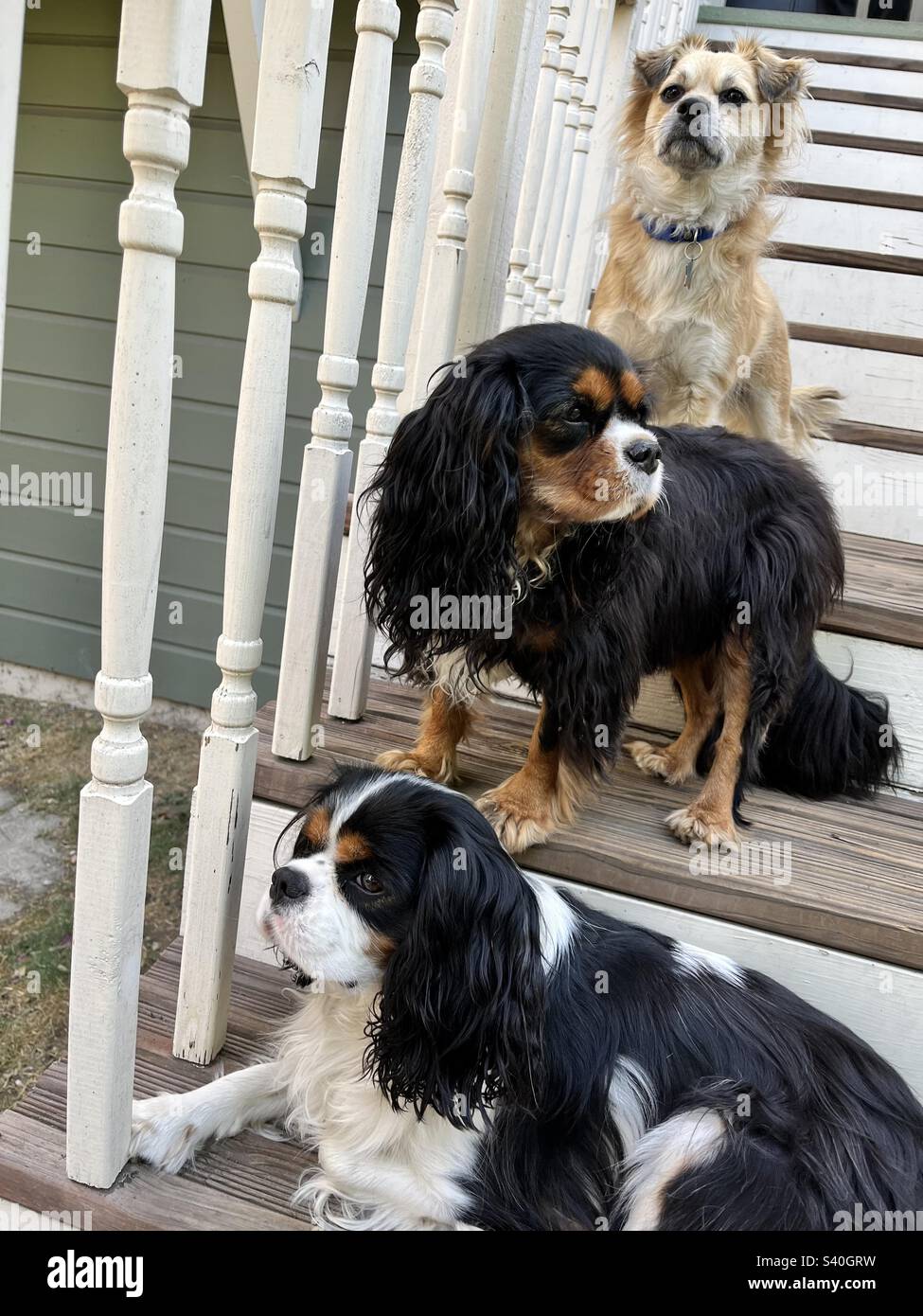 Dog totem pole hi-res stock photography and images - Alamy