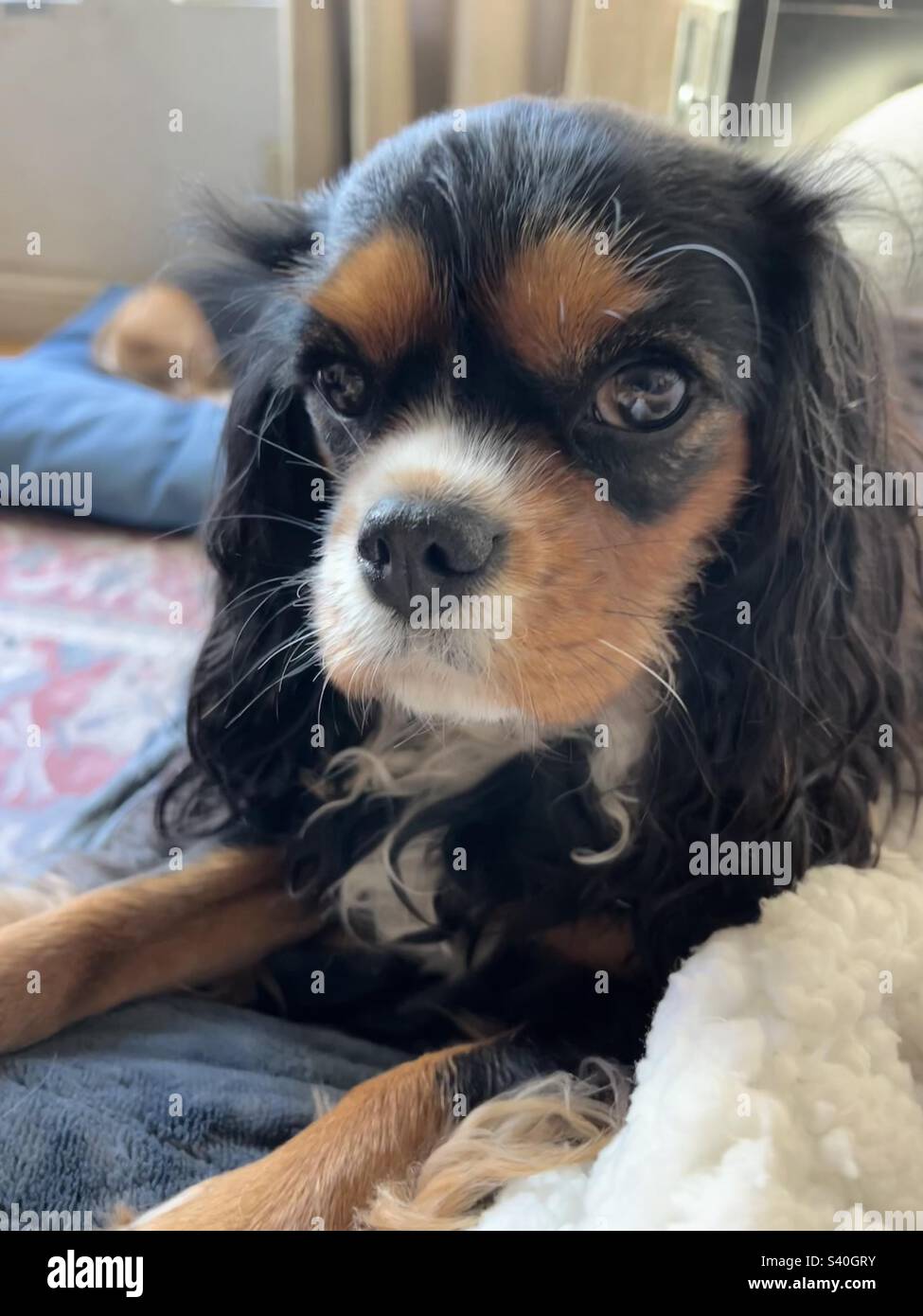 Cavalier King Charles Eyes