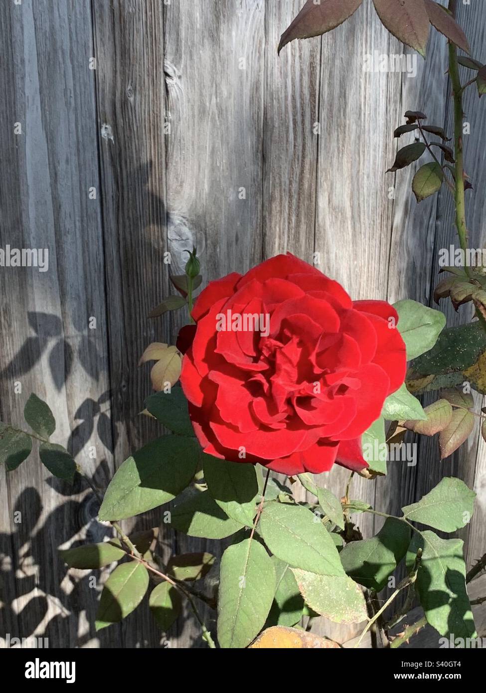 Beautiful large red rose in bloom on rose bush outside Stock Photo - Alamy