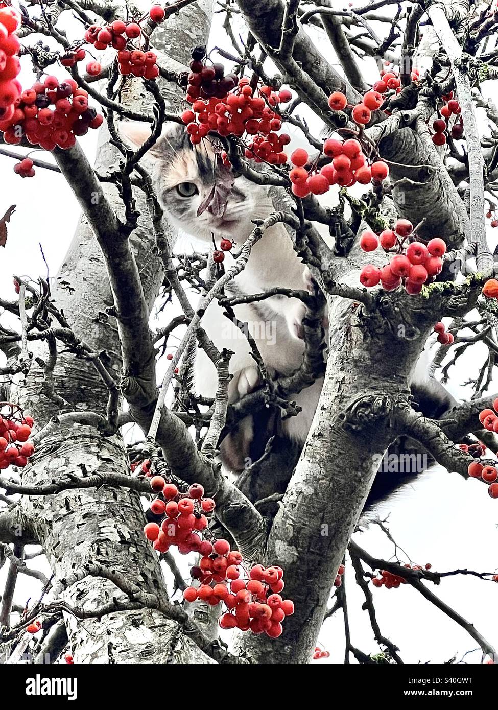 How to climb a tree hi-res stock photography and images - Alamy