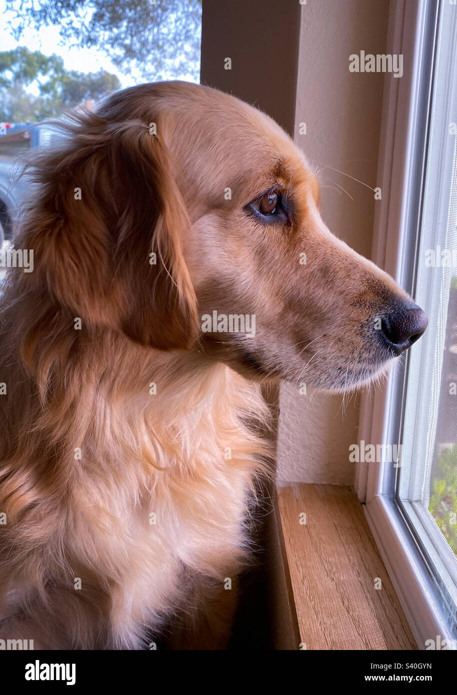 Puppy looking out window hi-res stock photography and images - Alamy