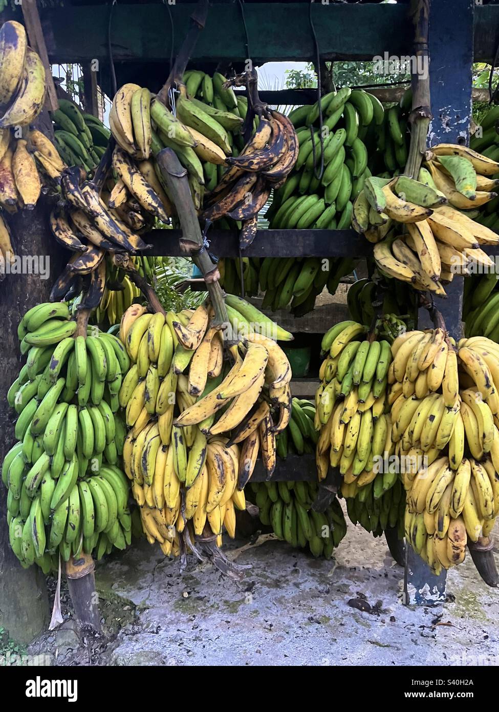 Variety of bananas hi-res stock photography and images - Alamy
