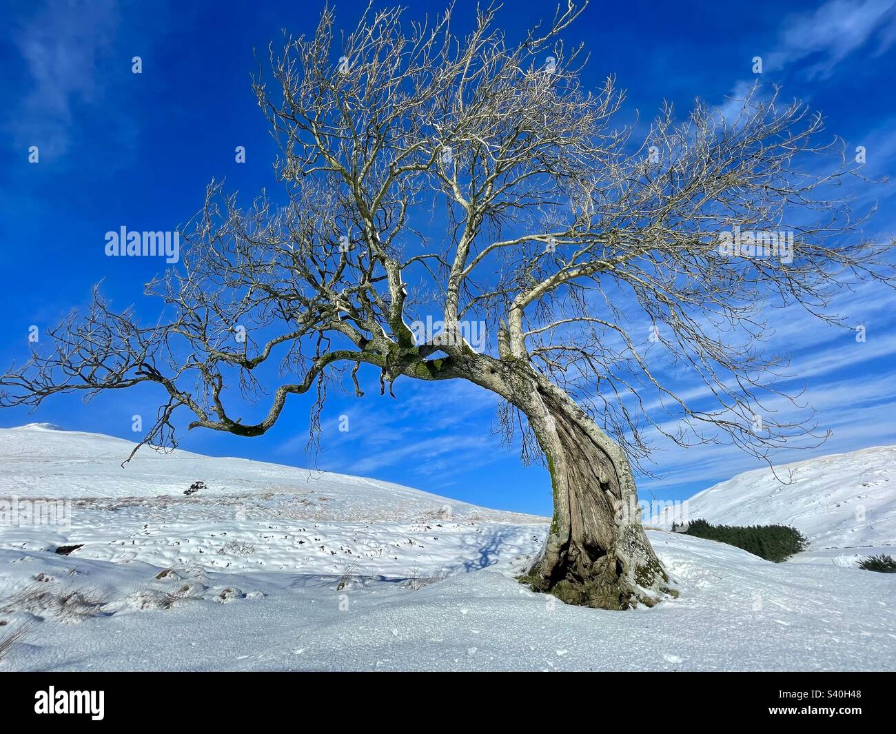 Well weathered tree Stock Photo - Alamy