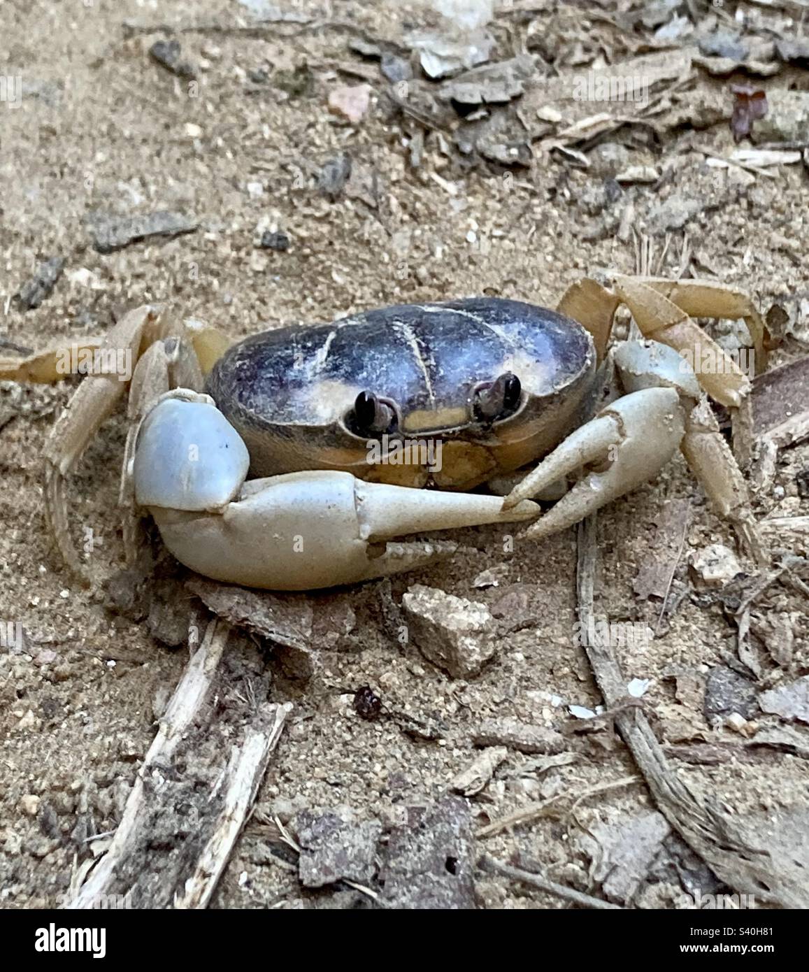 A male blue land crab poses for a photo on the jungles of Yelapa ...