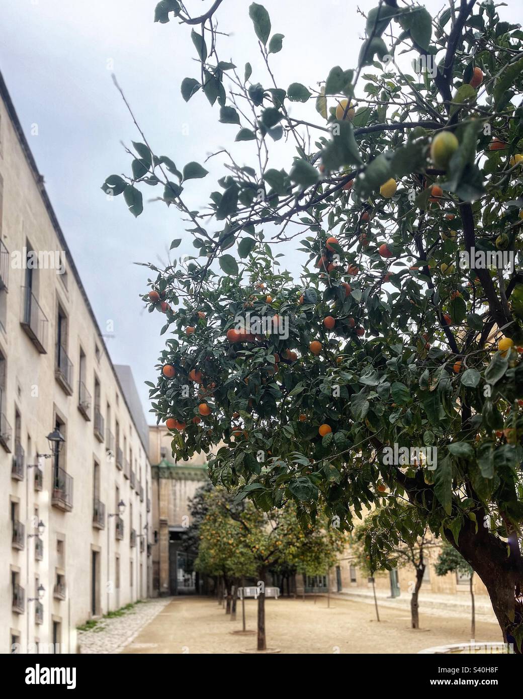 Orange tree in a courtyard in December, Barcelona Spain, fruit trees ...
