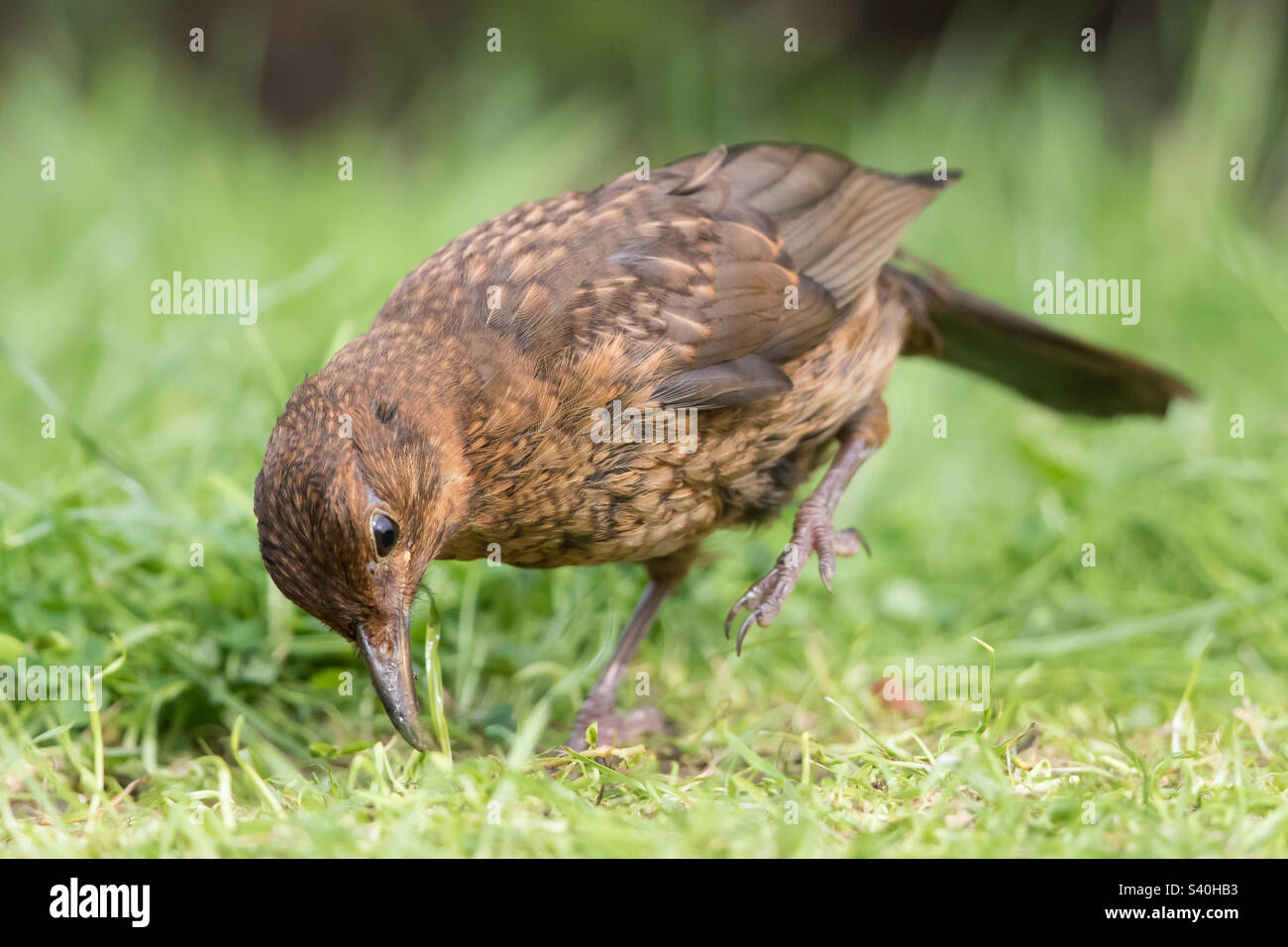 Hunting for worms hi-res stock photography and images - Alamy
