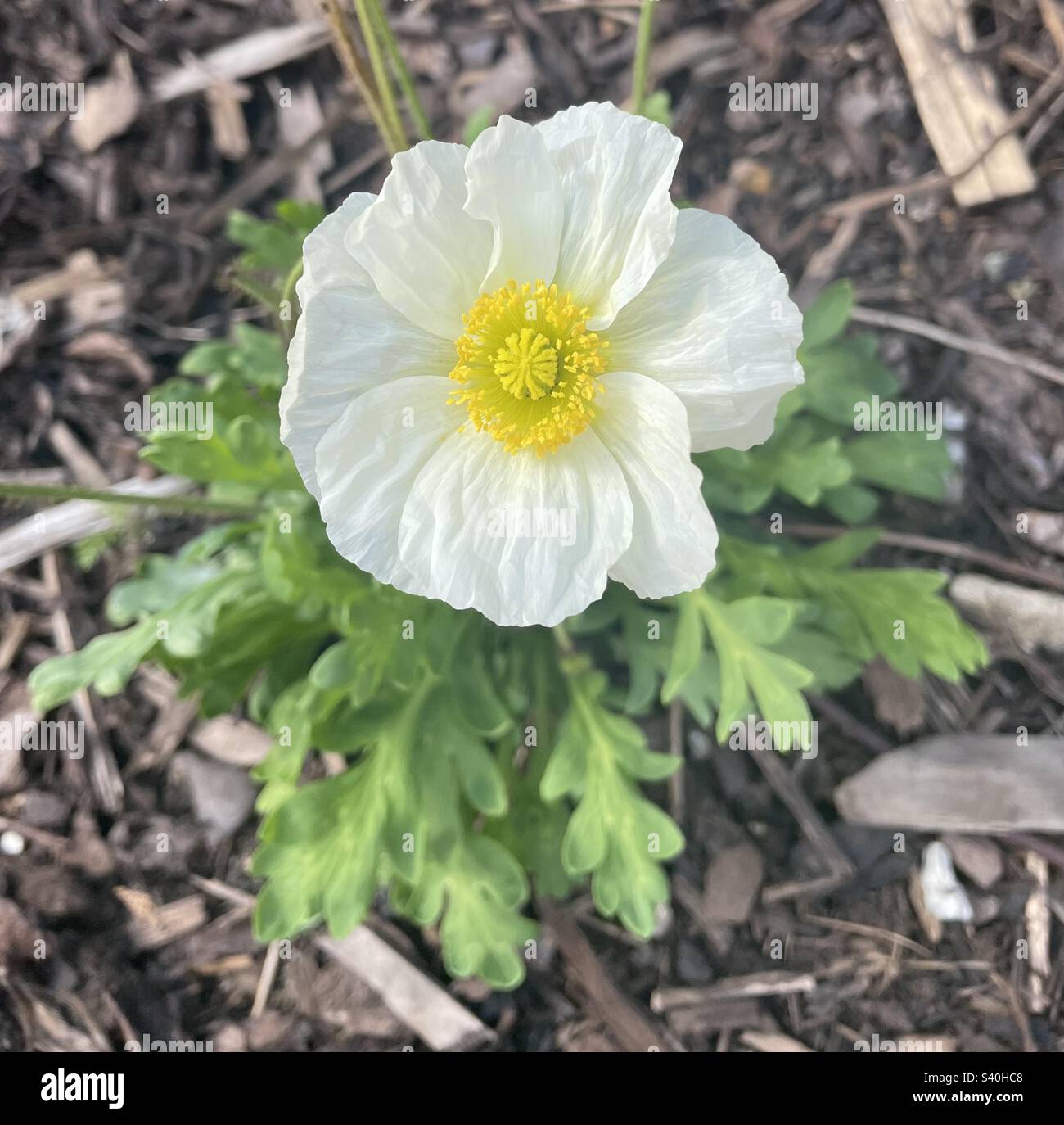 Icelandic poppy hi-res stock photography and images - Alamy