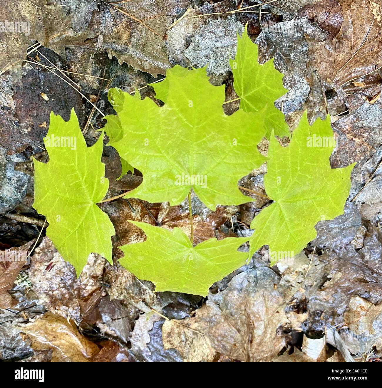 Sugar maple forest hi-res stock photography and images - Alamy