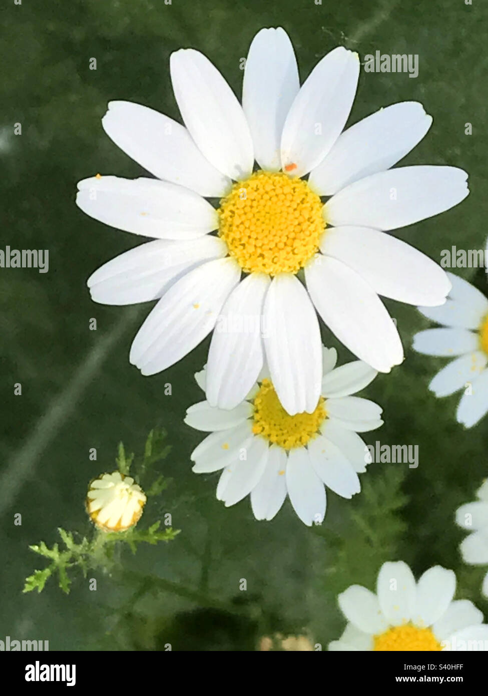 Close up blooming daisy smartphone stock photos and images - Alamy