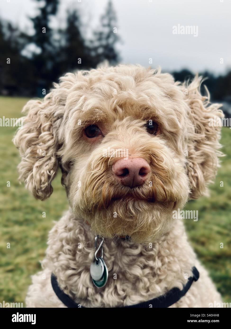 Cute Labradoodle Dog in Park Stock Photo - Alamy