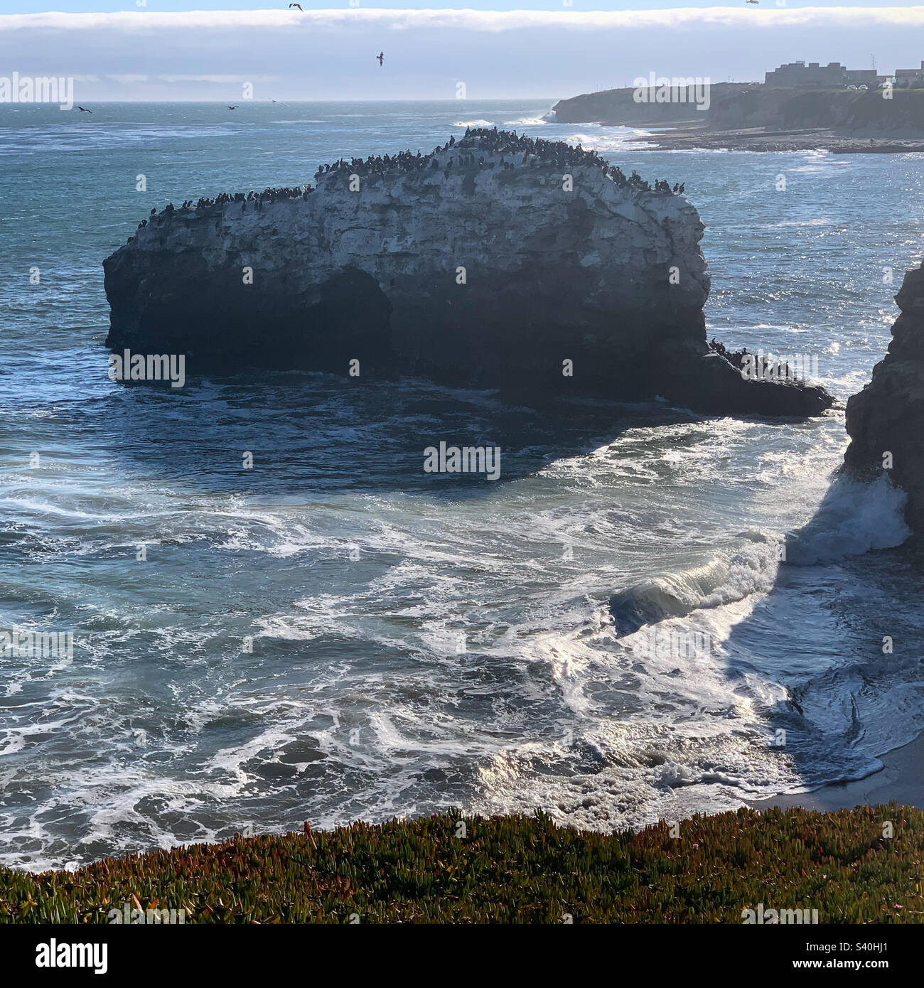 June, 2022, Natural Bridges State Park, Santa Cruz, California, United ...
