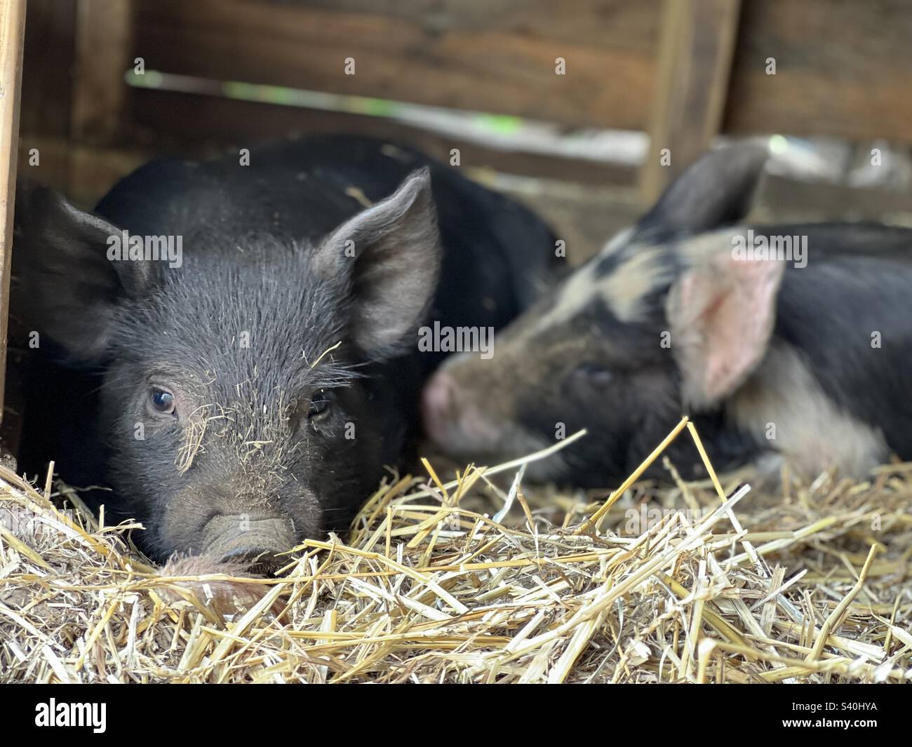 Mule pig hi-res stock photography and images - Alamy