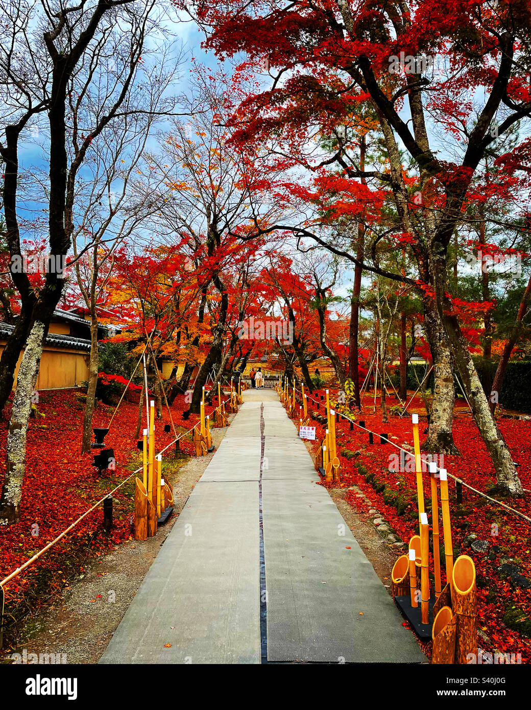 Beautiful fall leaves hi-res stock photography and images - Alamy