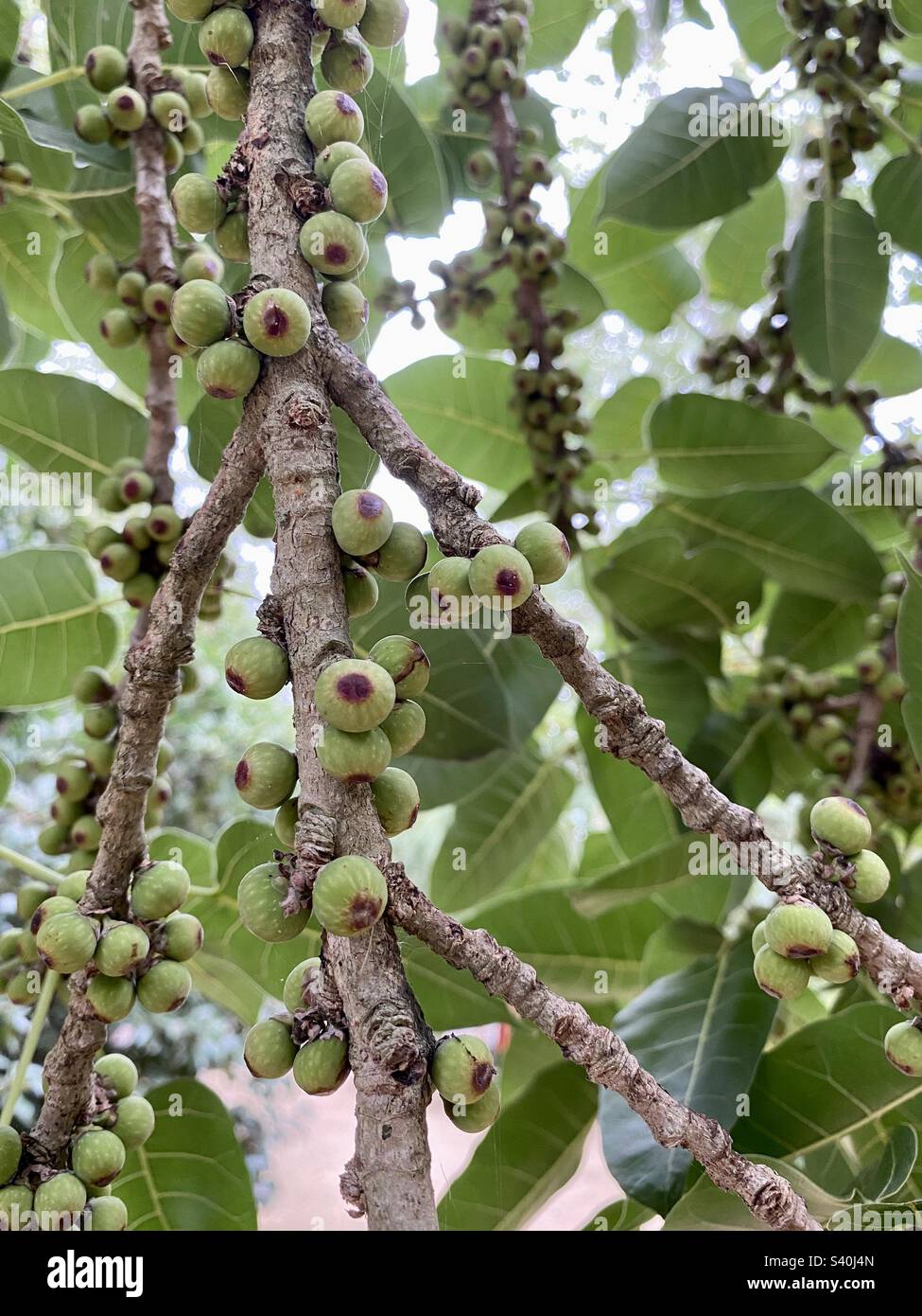 Fruit growing on a sacred fig tree Stock Photo - Alamy