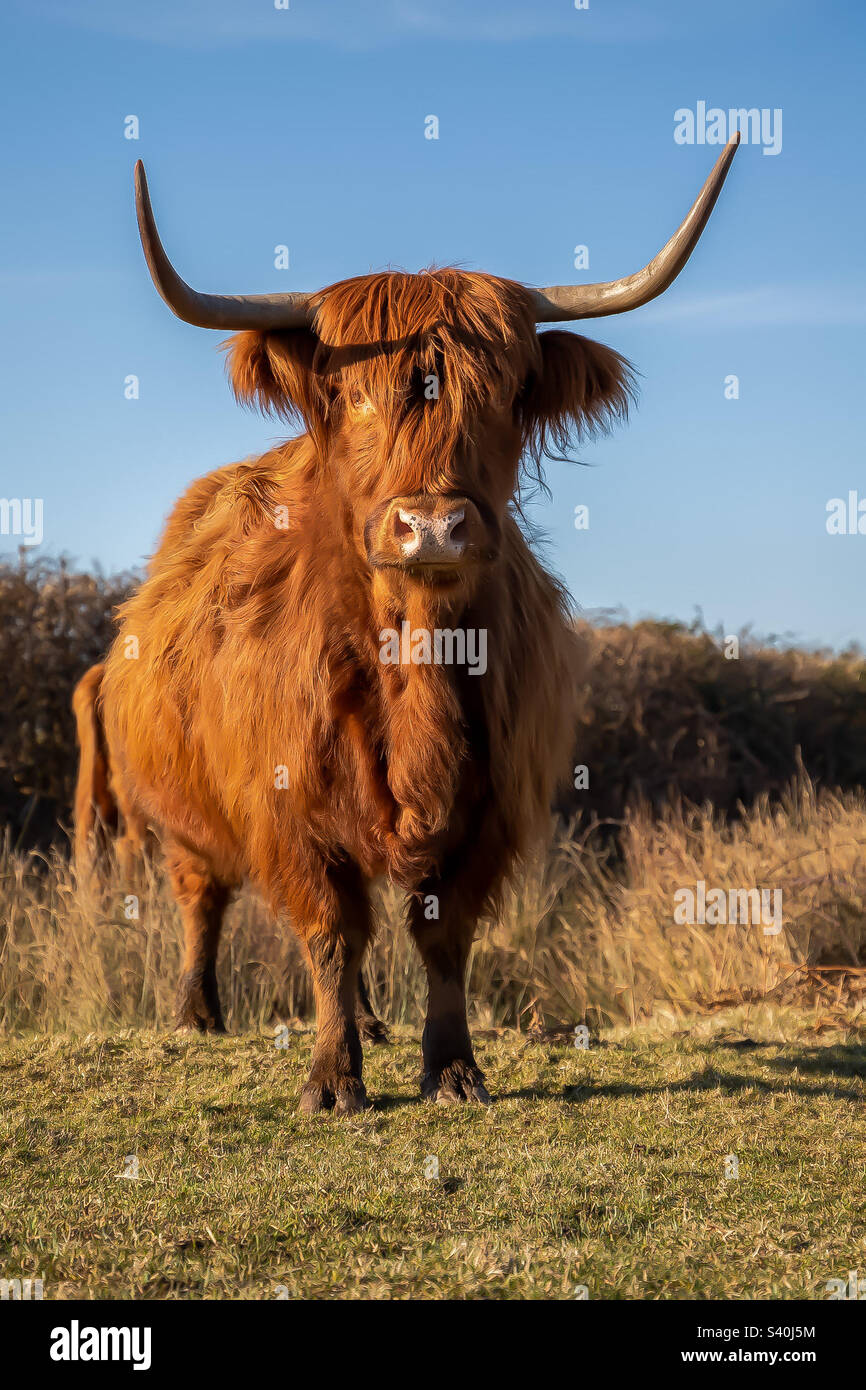 Highland cow nature hi-res stock photography and images - Alamy