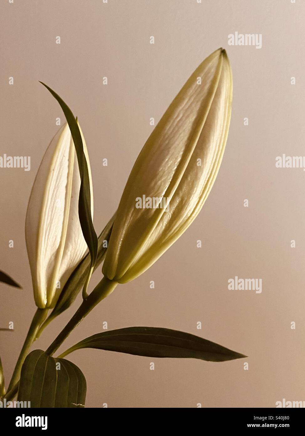 Buds of lilies hi-res stock photography and images - Alamy