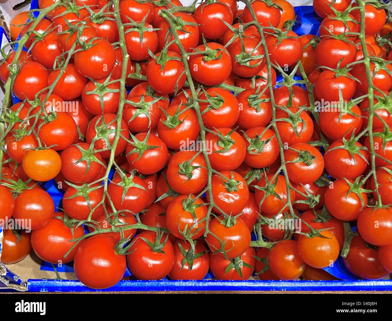 Independent tomatoes hi-res stock photography and images - Alamy