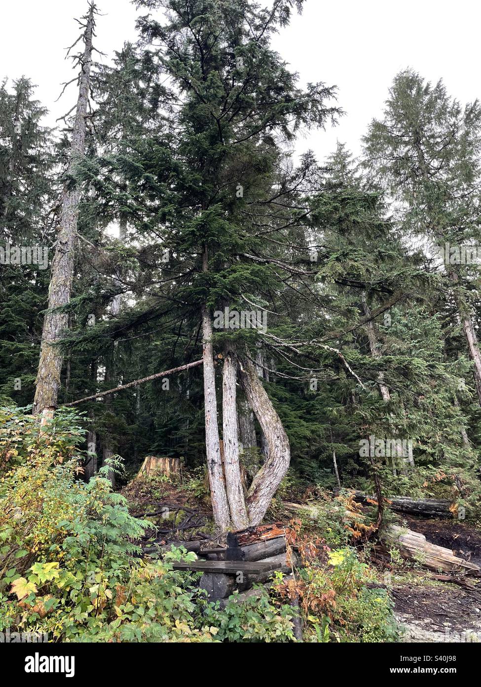 Bent tree hi-res stock photography and images - Alamy