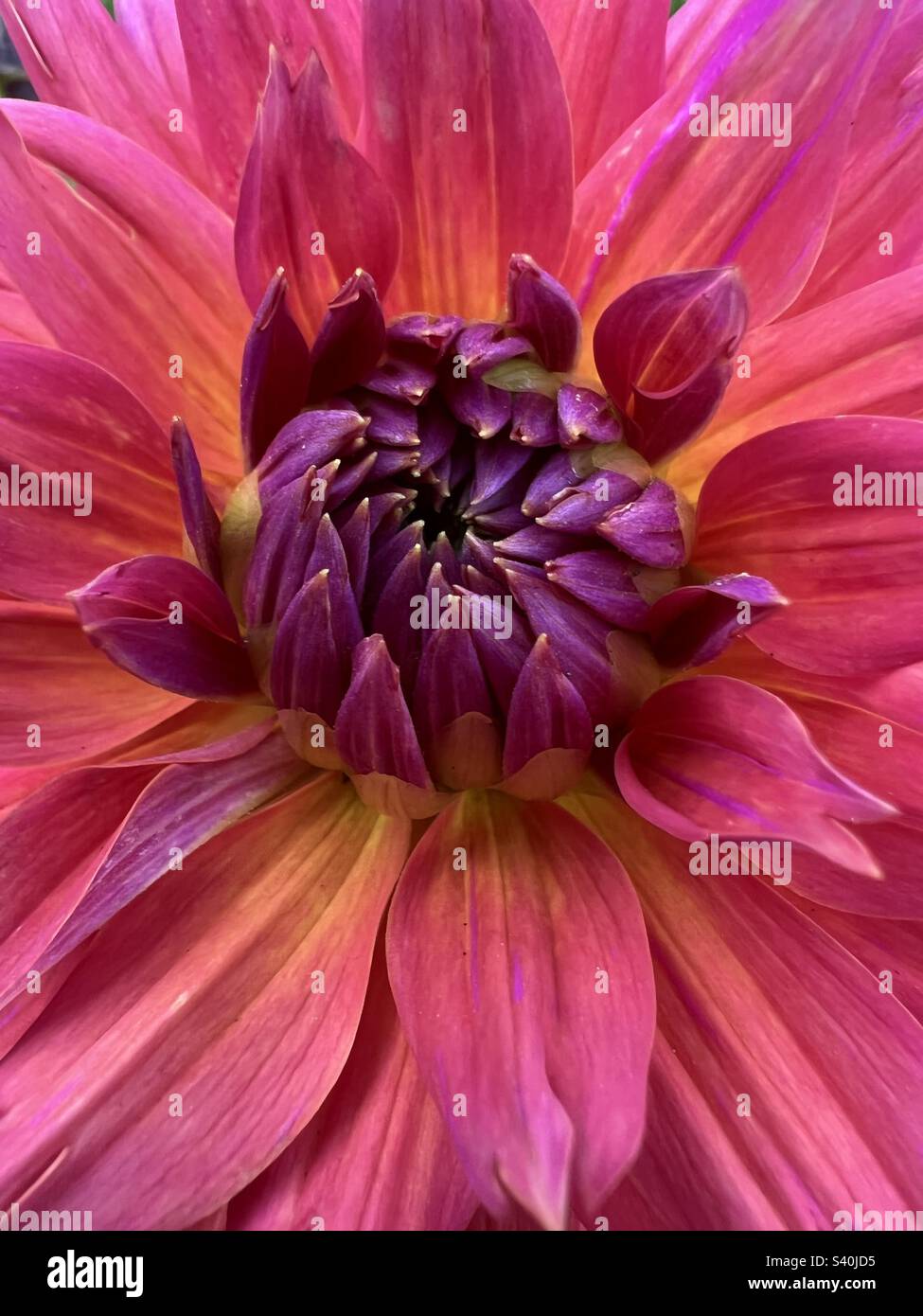 Fuchsia dahlia hi-res stock photography and images - Alamy