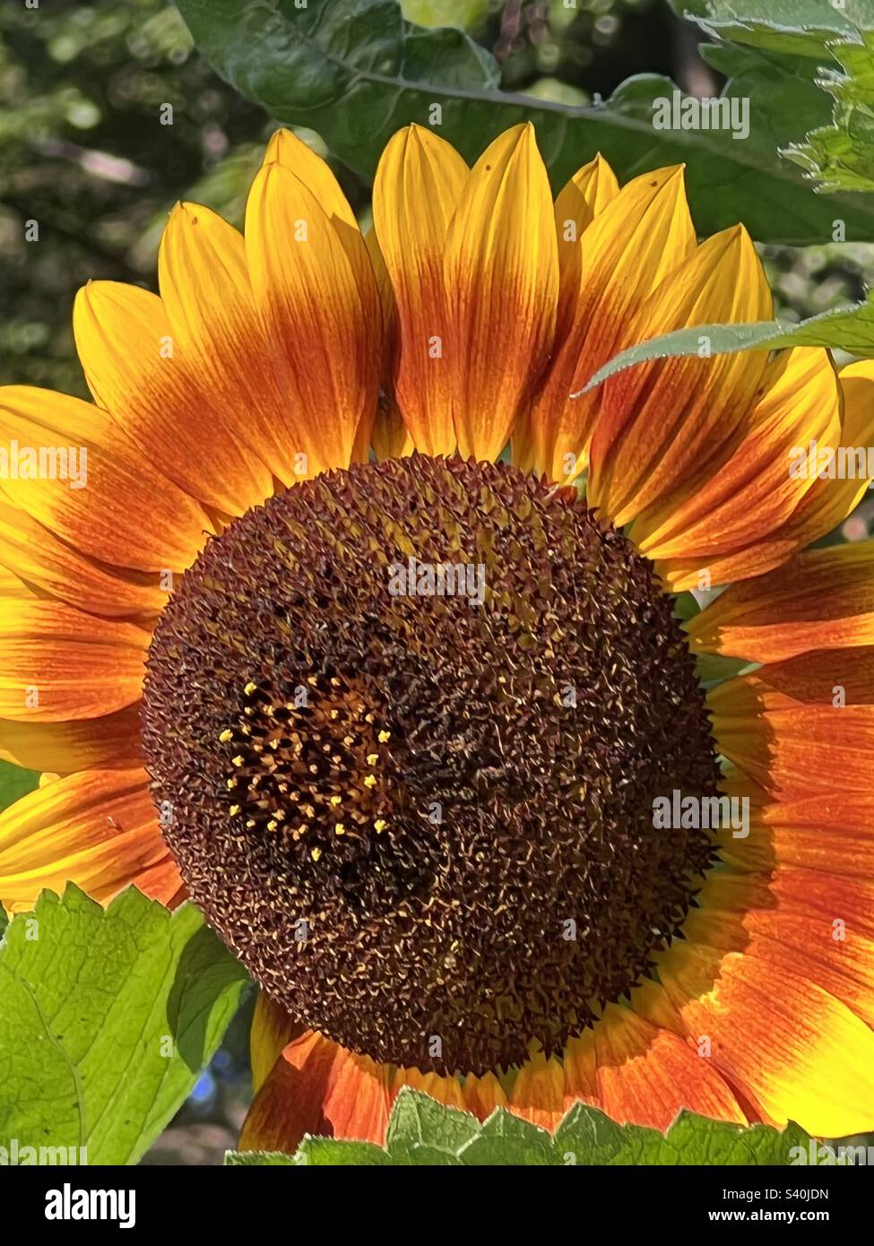 Burnt orange sunflower hi-res stock photography and images - Alamy