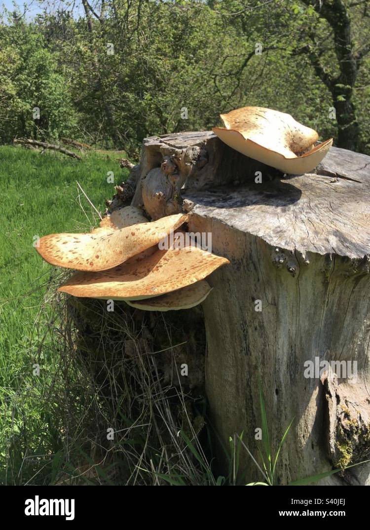Mycelium of fungi hi-res stock photography and images - Alamy